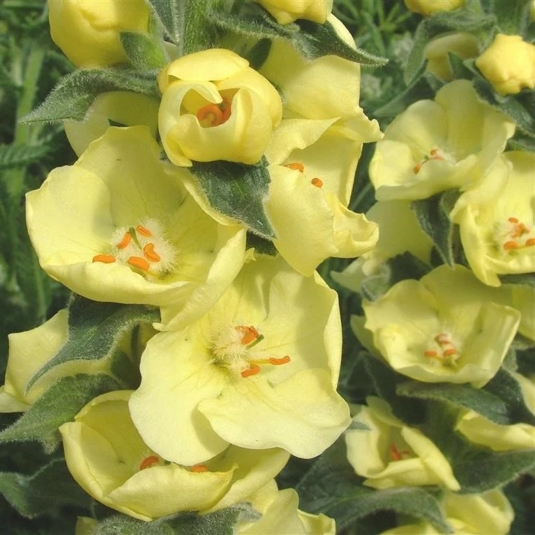 Verbascum 'Primrose Path' - Cowell's Garden Centre | Woolsington