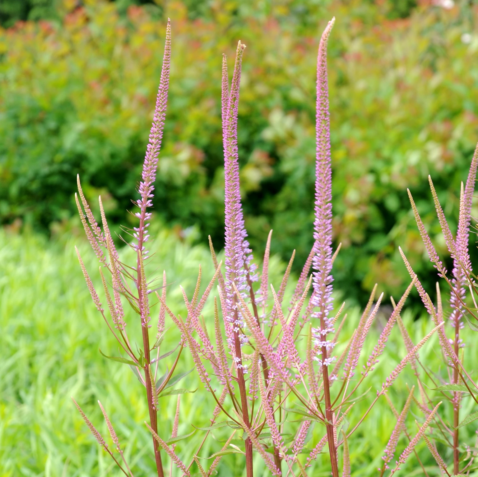 Veronicastrum virginicum 'Adoration' - Cowell's Garden Centre | Woolsington
