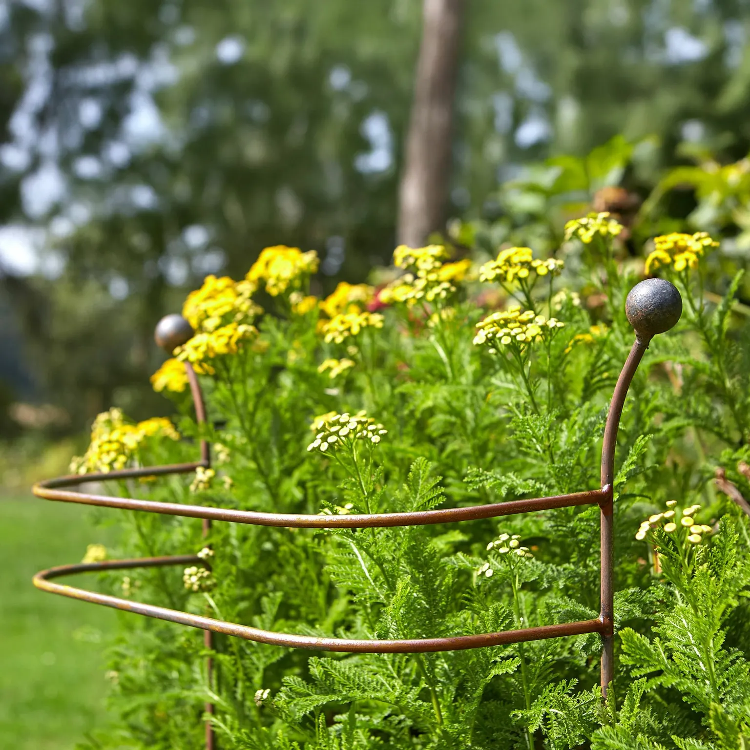 Vestige Border Plant Support - Small - Cowell's Garden Centre | Woolsington