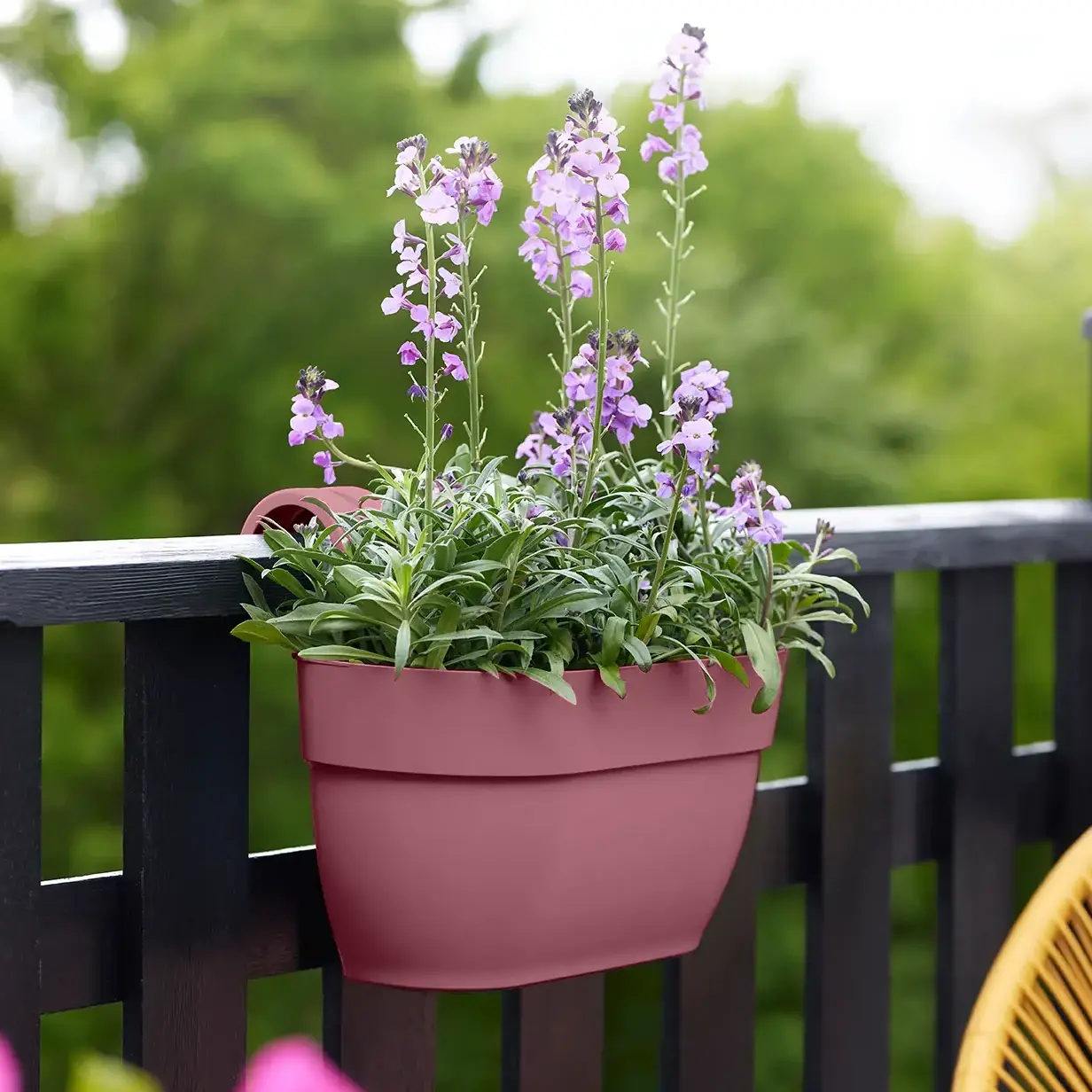 elho Vibia Campana Dusty Pink Hanging Planter - Medium - Cowell's ...