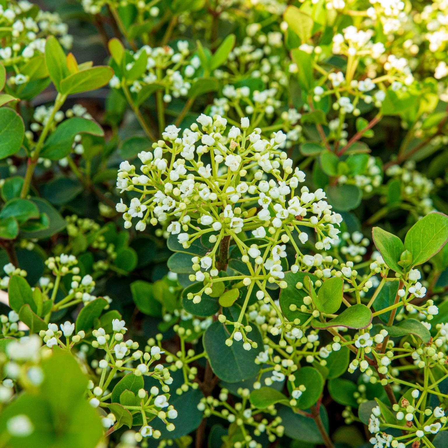 Viburnum 'Fairy Stars' 3L - Cowell's Garden Centre | Woolsington