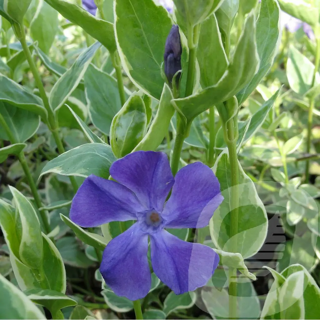 Vinca major 'Variegata' - Cowell's Garden Centre | Woolsington