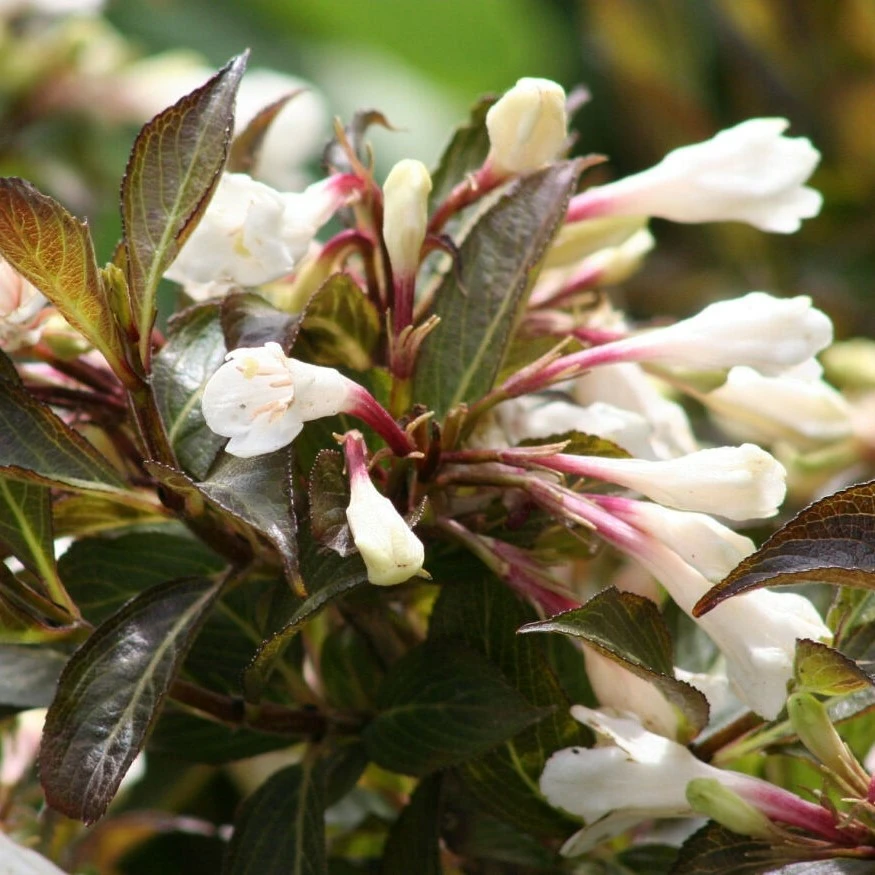 Weigela 'Black and White' - Cowell's Garden Centre | Woolsington