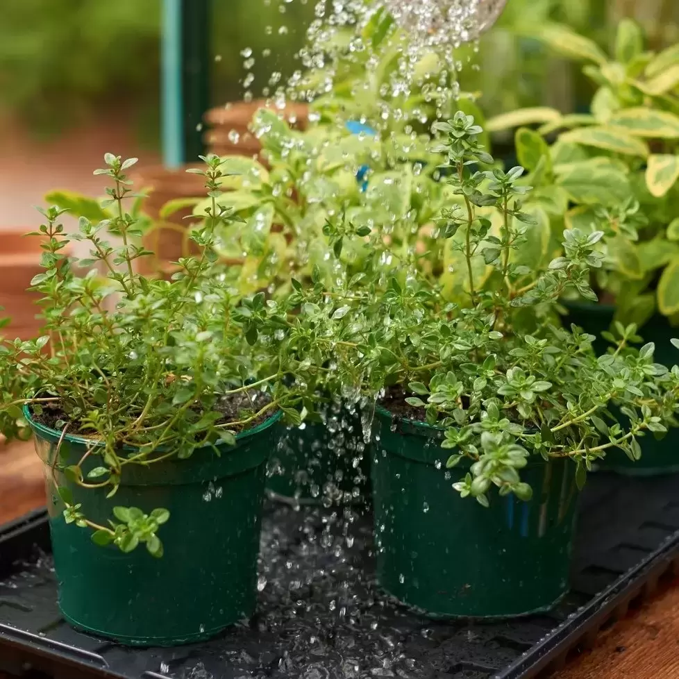 Watering Tray Pack - Cowell's Garden Centre | Woolsington