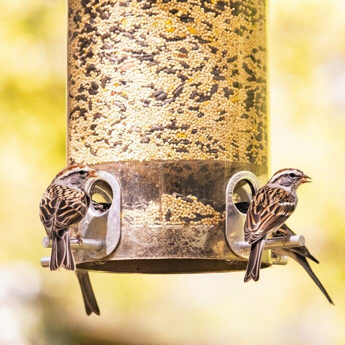 Wild Bird Care - Cowell's Garden Centre | Woolsington