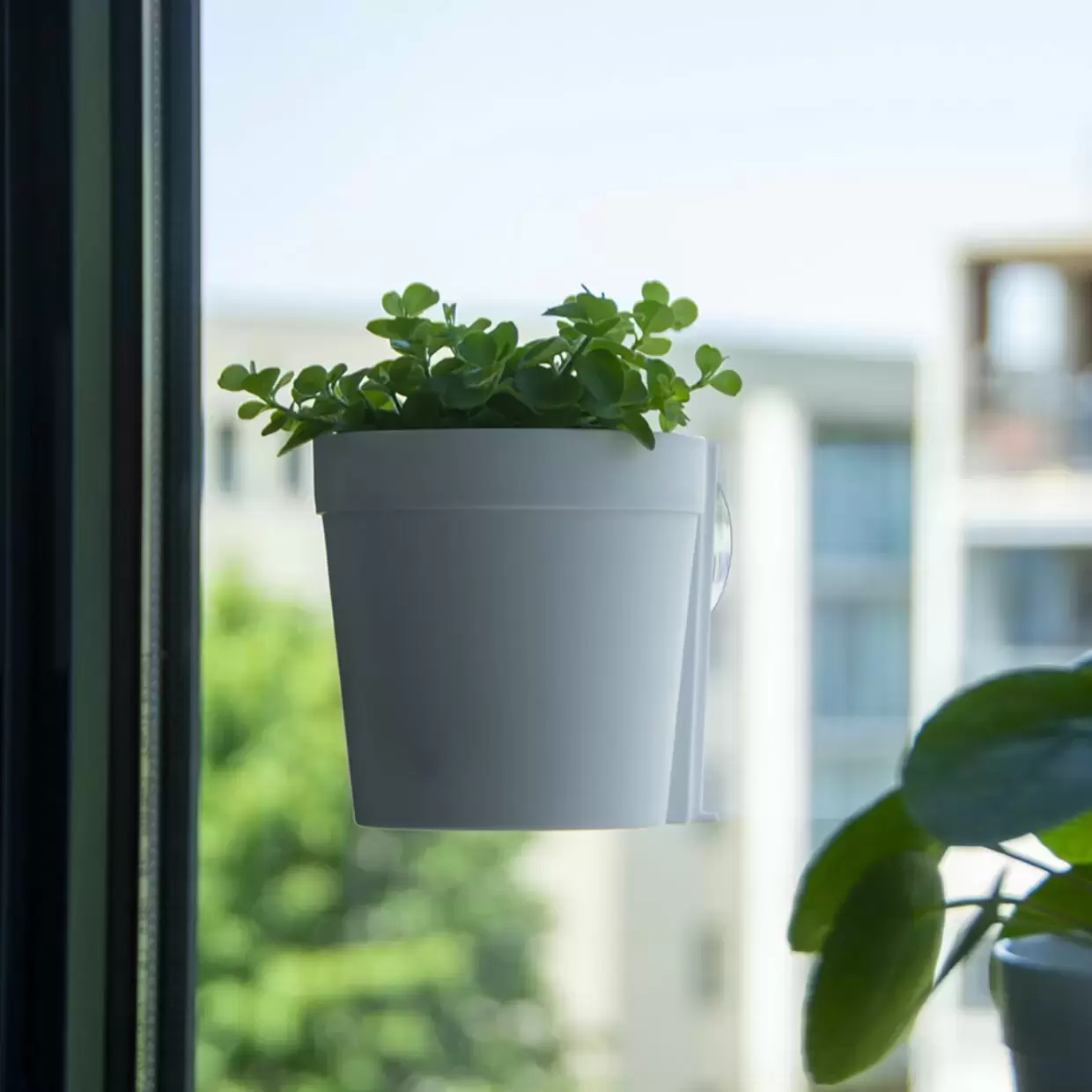 Window Flower Pot - White (S) - Cowell's Garden Centre | Woolsington