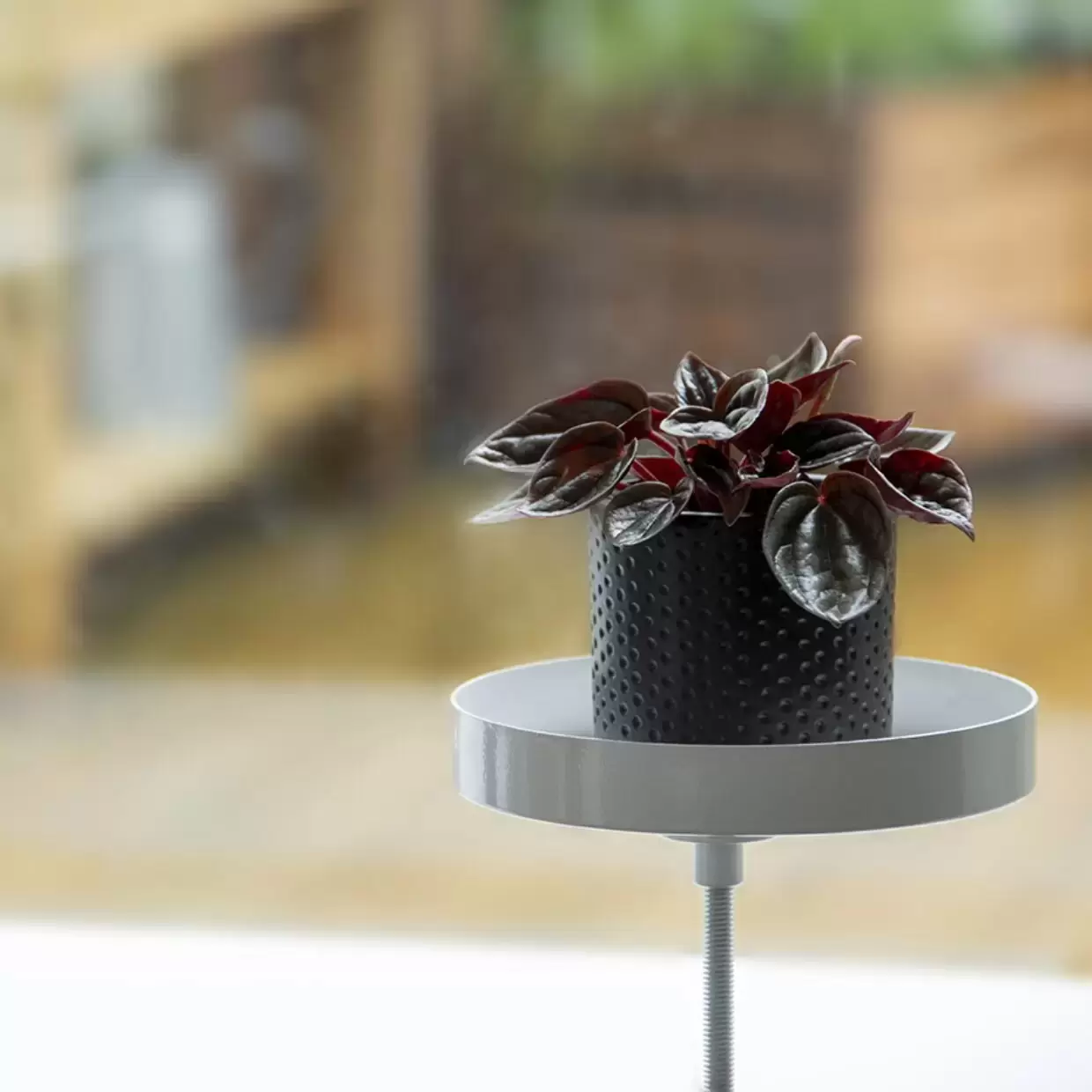 Window Sill Clamp - White (S) - Cowell's Garden Centre | Woolsington