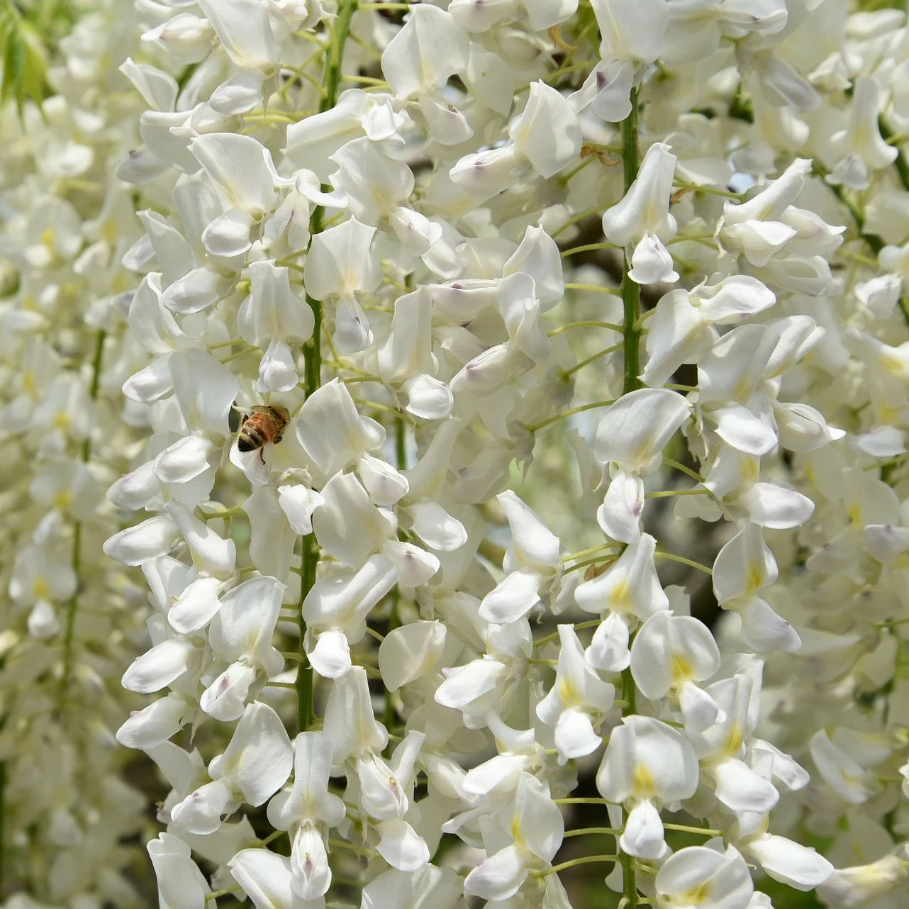 Wisteria brachybotrys 'Shiro Kapitan Fuji' 18L Standard - Cowell's ...