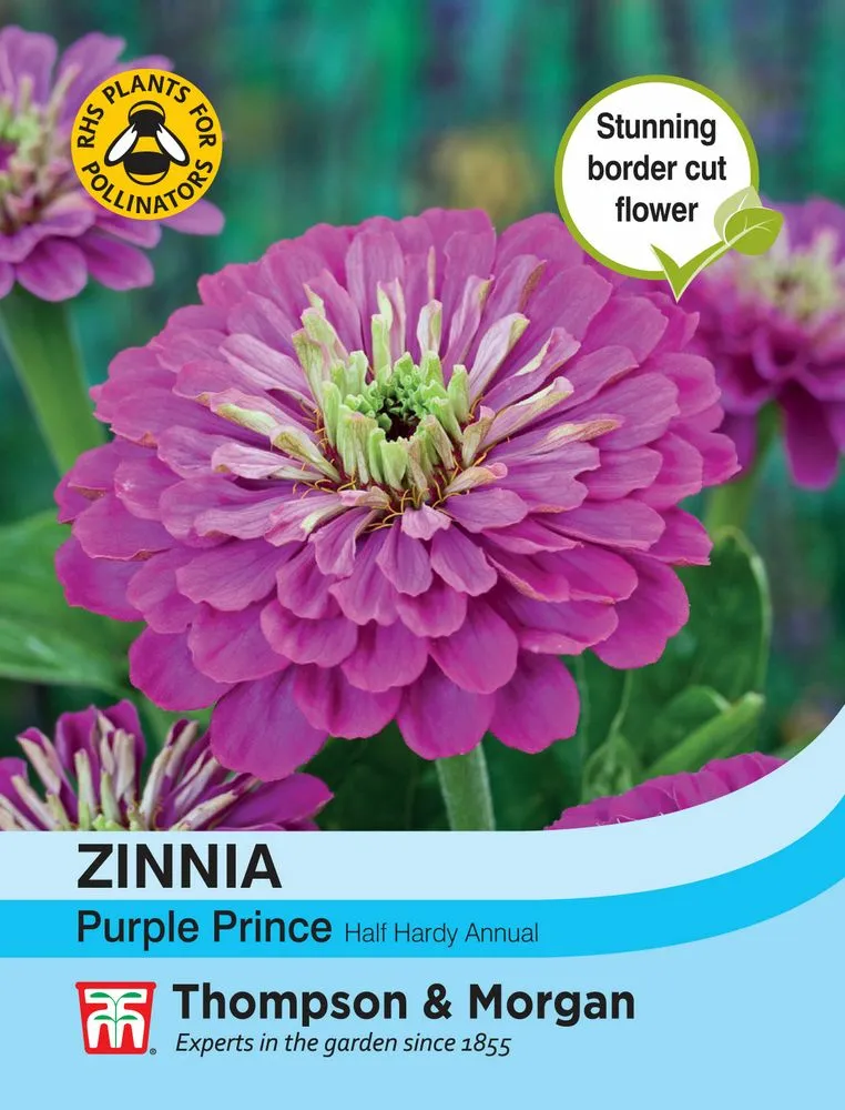 Zinnia Purple Prince Seeds - Cowell's Garden Centre | Woolsington